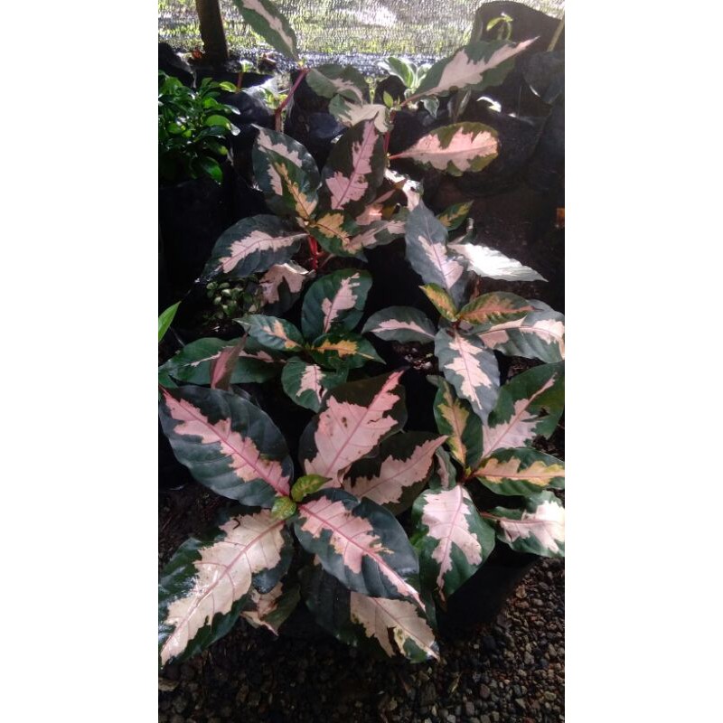 Jual tanaman daun ungu/handeuleum/graptophylum pictum | Shopee Indonesia