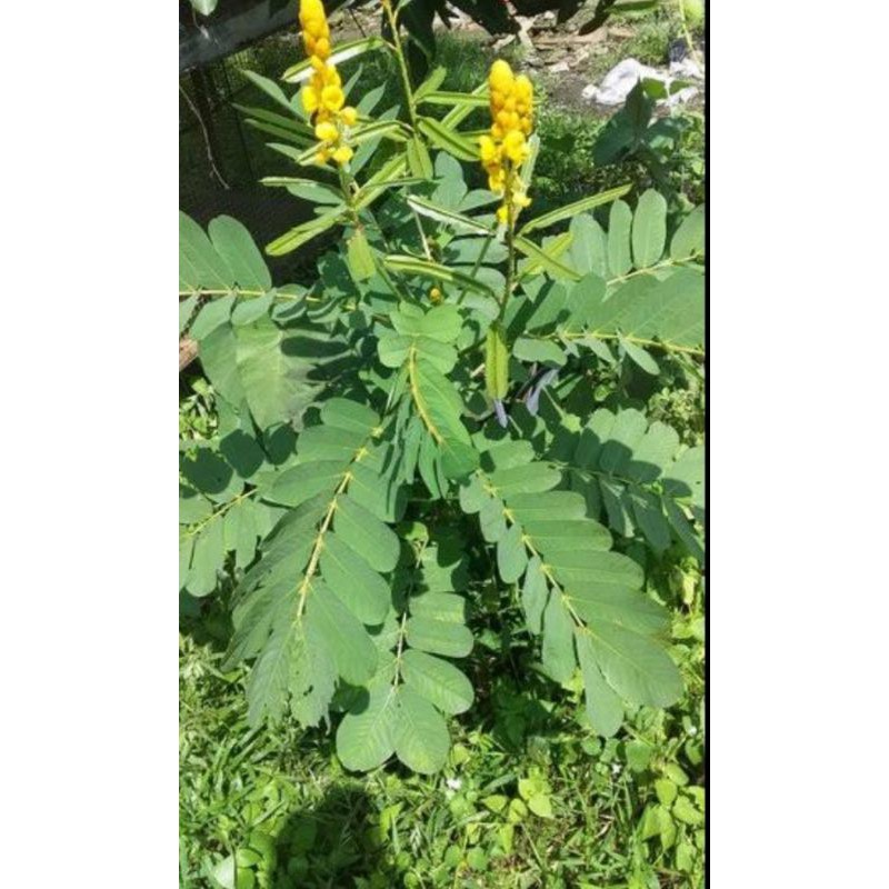 Jual HERBAL OBAT PANU / KURAP / DAUN , BUNGA KETEPENG / 500 Gram ...