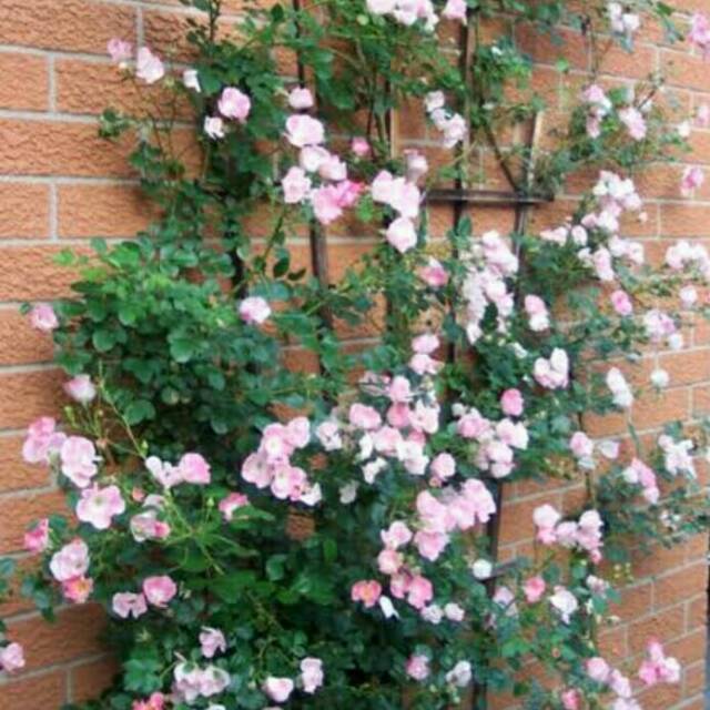 Jual Tanaman climbing rose pink | Shopee Indonesia
