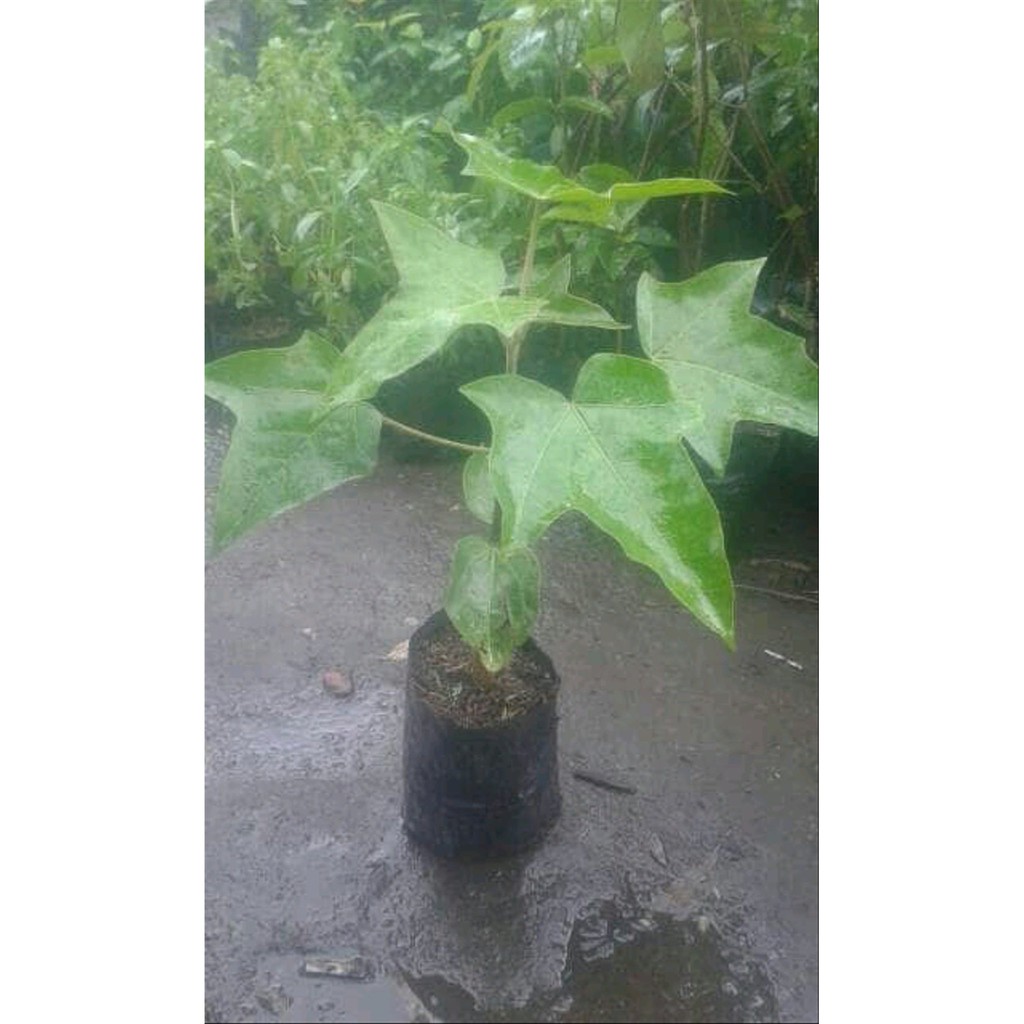 Jual Jual bibit pohon kemiri atau pohon muncang Murah | Shopee Indonesia