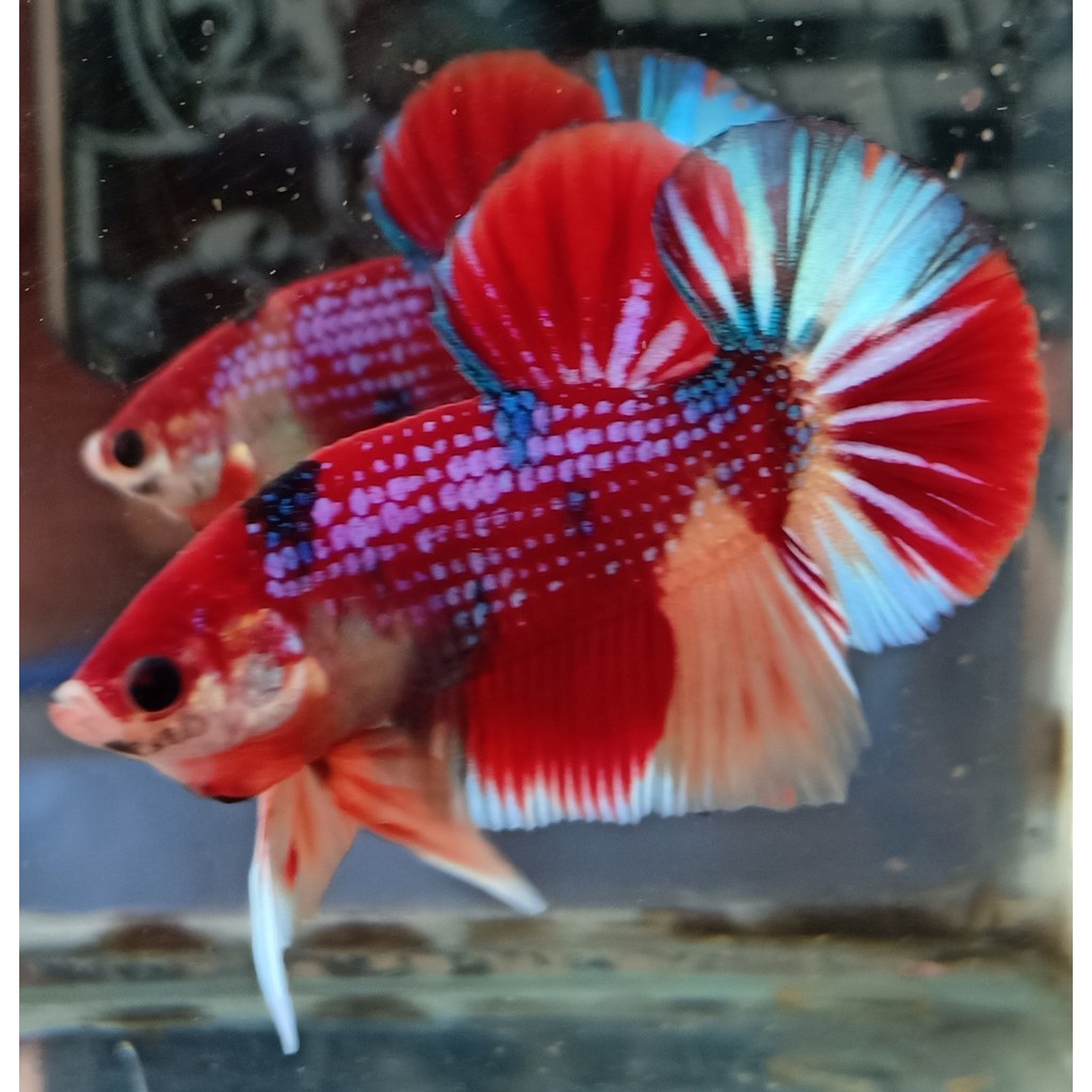 Jual Ikan cupang plakat Multicolour | Shopee Indonesia