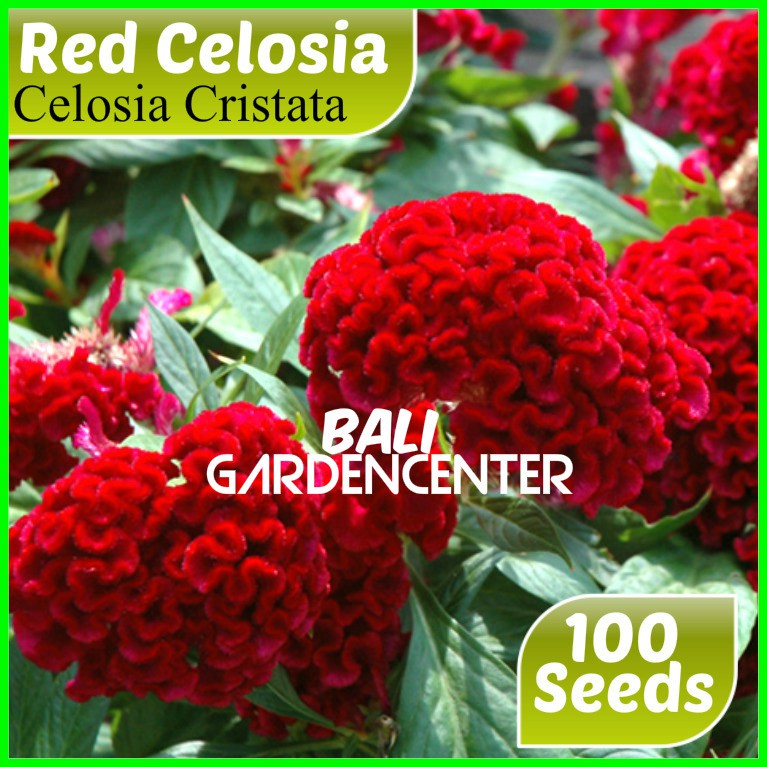 Jual Isi 100 Benih Biji Bunga Jengger Ayam - Celosia Cristata | Shopee ...