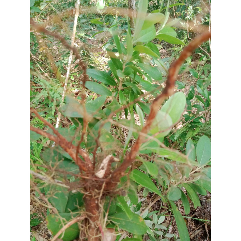 Jual Akar Karamunting | Shopee Indonesia