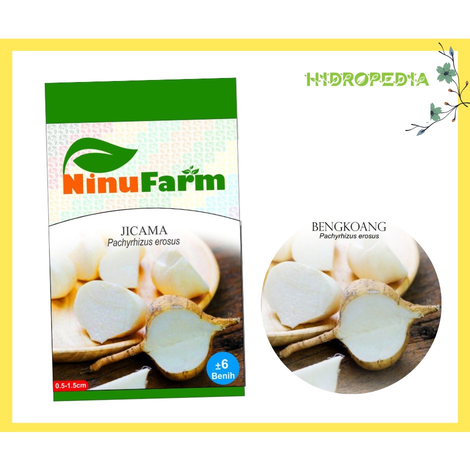 Jual Benih Bibit Buah Jicama Bengkoang Isi 6 Seeds NInu Farm ...