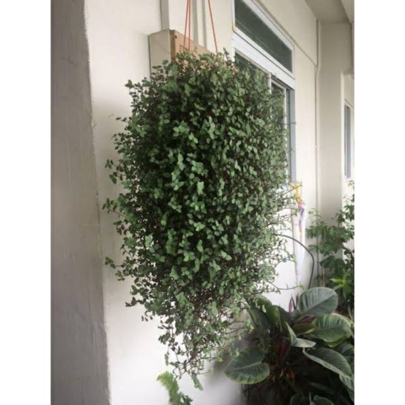 Jual Tanaman Hias Gantung Kribo / Kribo Varigata | Shopee Indonesia