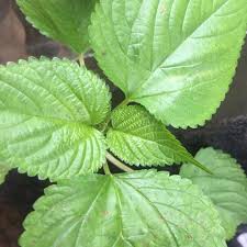 Jual Daun jelatang daun pulus segar 500 gram | Shopee Indonesia