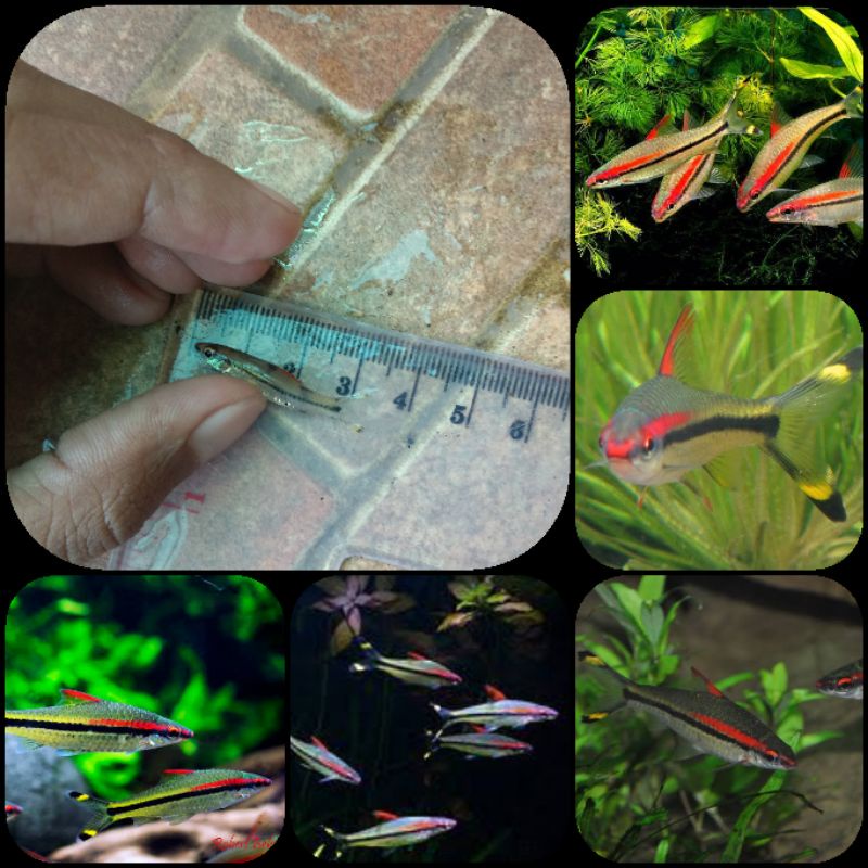 Jual ikan puntius denisoni untuk aquarium dan aquascape | Shopee Indonesia