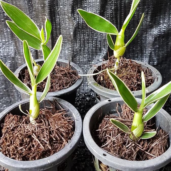 Jual pusat-benih-terlengkap-. anggrek golden blossom "marginata" -se ...