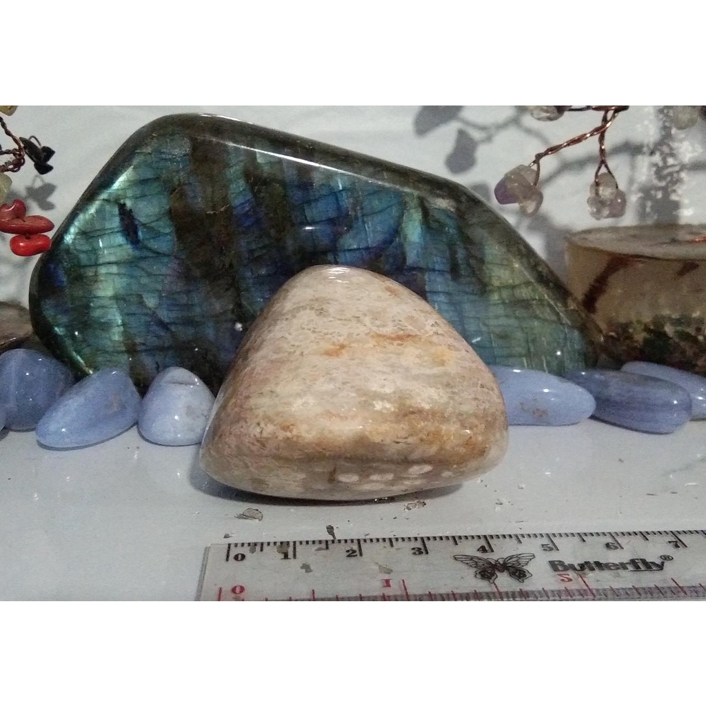 Jual Natural Coral Fossil Stone Polished 155Grams | Shopee Indonesia