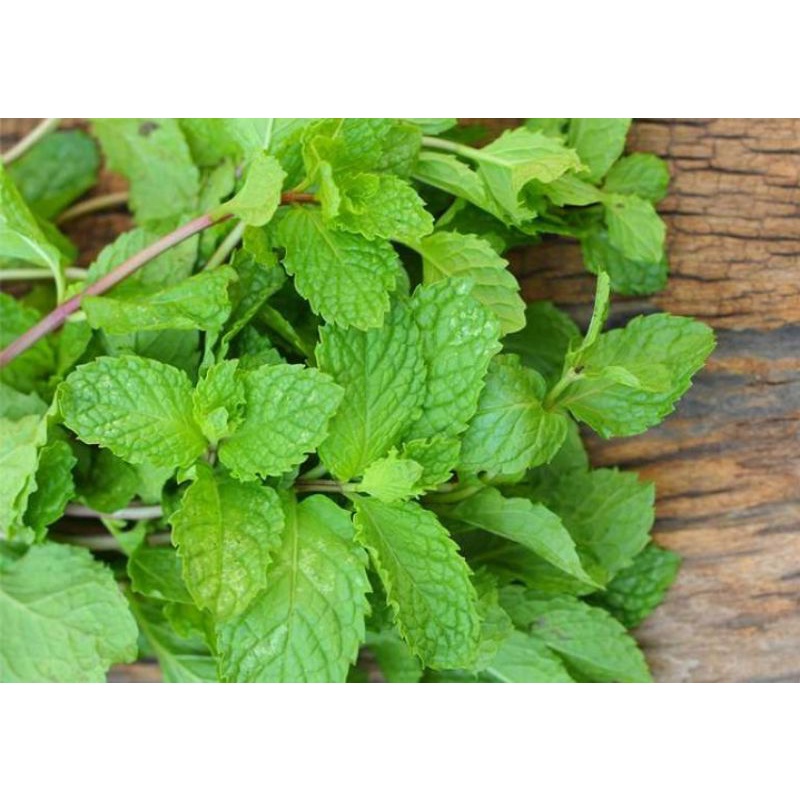 Jual Daun Mint Segar 250g | Shopee Indonesia