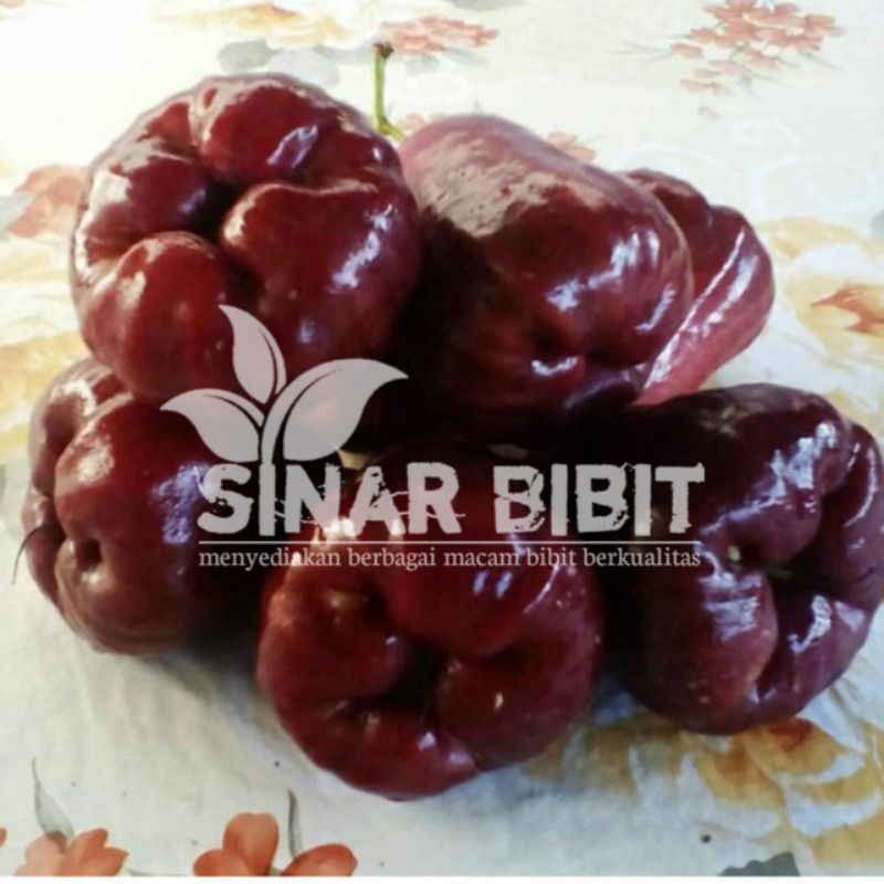 Jual bibit jambu air mutiara hitam | Shopee Indonesia