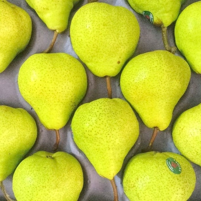 Jual Pear Argentina Pir Argentina Buah Pear Buah Pir Kuning 1kg Shopee Indonesia