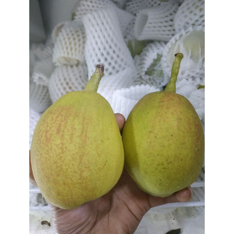 Jual PEAR XIANGLI ( 1kg ) | Shopee Indonesia
