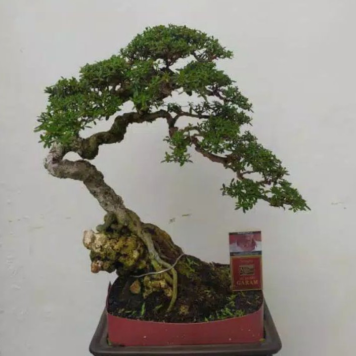 Jual Biji Bonsai Santigi | Shopee Indonesia