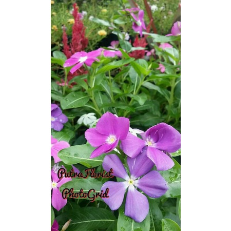 Jual bunga telek Harga Terbaik & Termurah September 2023 | Shopee Indonesia