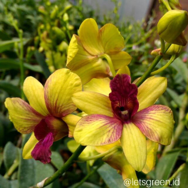 Jual Anggrek Dendrobium Surya Gold - Tanaman Hias Hidup - Bunga hidup ...