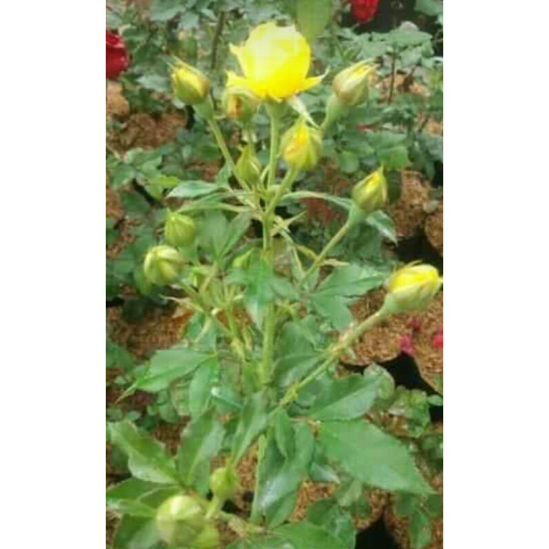 Jual Bunga mawar Flory ( baby rose ) | Shopee Indonesia