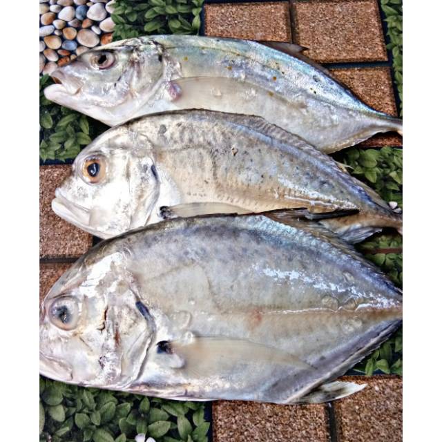 Jual IKAN KUWE SEGAR 1KG ISI 3 EKOR | Shopee Indonesia