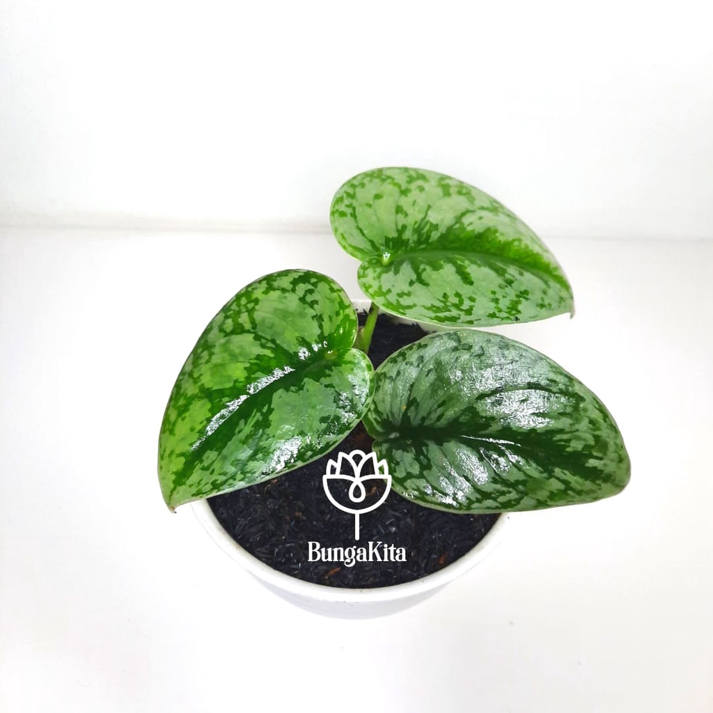 Jual Tanaman Hias Gantung Indoor Climbing Scindapsus Pictus Exotica ...