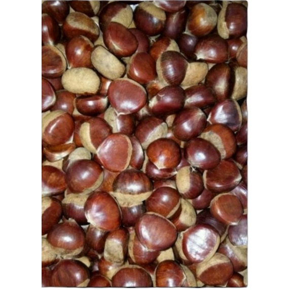 Jual Kacang chesnut Fresh / Kacang Chesnut Import / 1 Kg | Shopee Indonesia