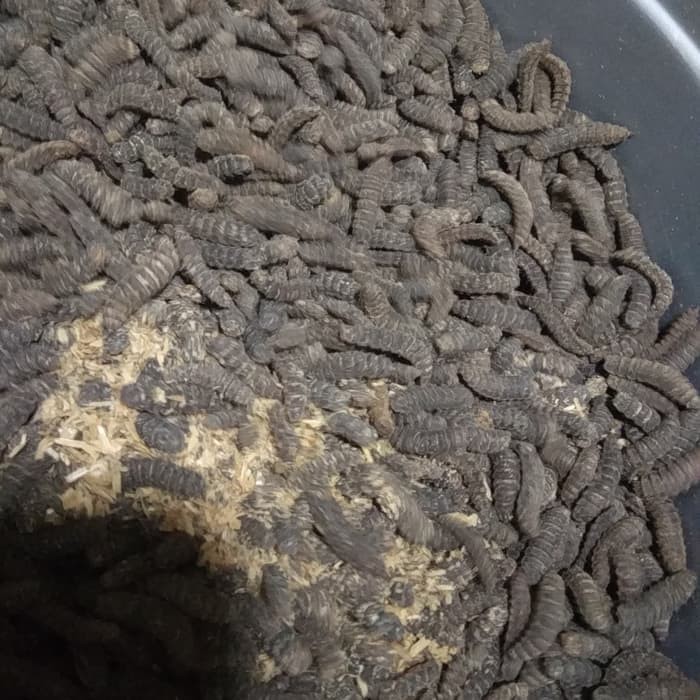 Jual Pupa bsf prepupa lalat black soldier fly 100 gram | Shopee Indonesia