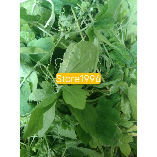 Jual Paket hemat 250 gram Daun pare Paria gengge hutan segar frees ...