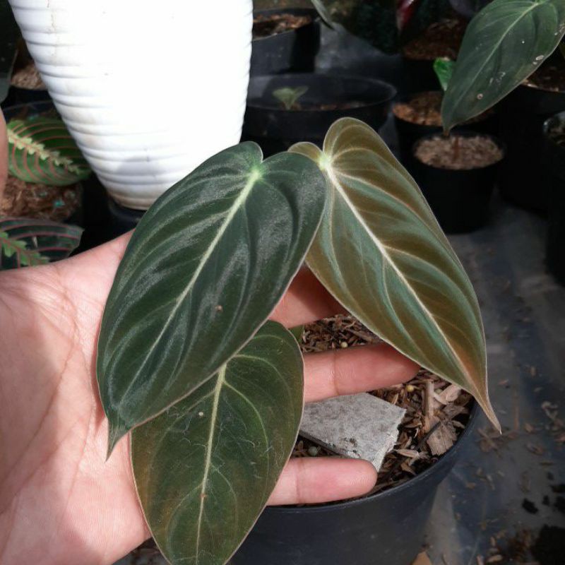 Jual Tanaman Hias Melano / Philodendron Melanochrysum / Philo Melano ...