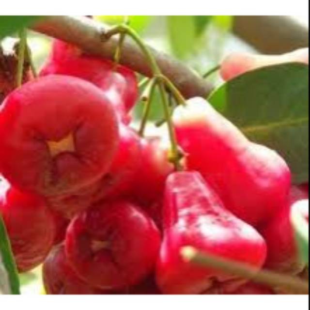 Jual Bibit jambu benik (kancing) | Shopee Indonesia