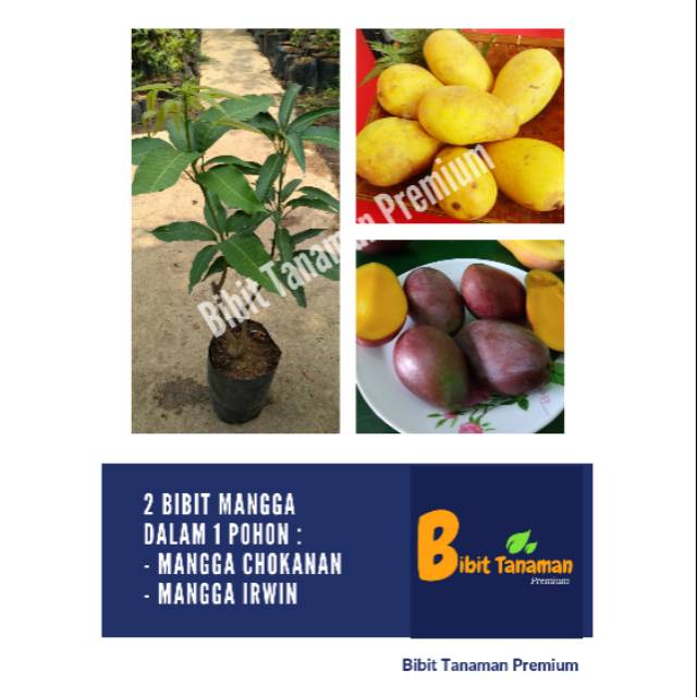 Jual BIBIT MANGGA UNIK 1 POHON 2 JENIS MANGGA, MANGGA CHOKANAN DAN ... Jual BIBIT MANGGA UNIK 1 POHON 2 JENIS MANGGA, MANGGA CHOKANAN DAN ...