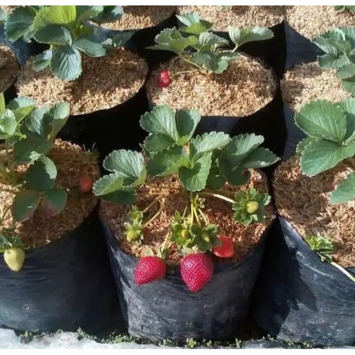 Jual tanaman stawberry manis | Shopee Indonesia