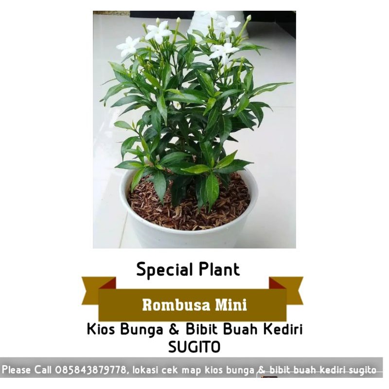 Jual Rombusa Mini super rimbun | Shopee Indonesia