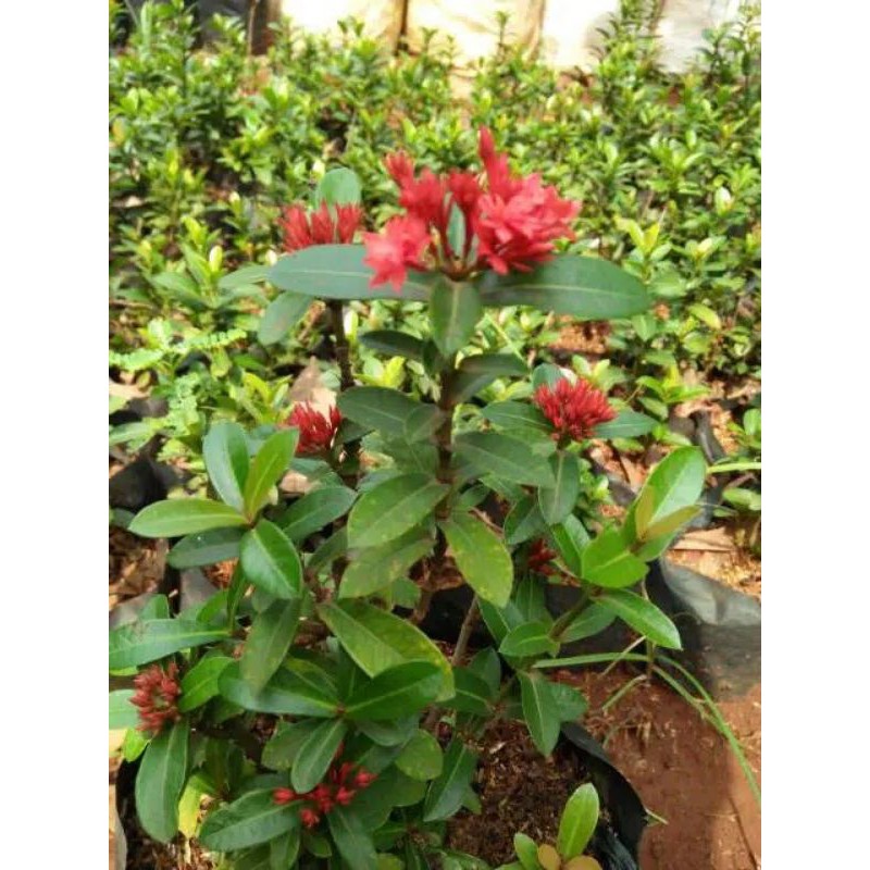 Jual Soka india bunga merah tanaman hias | Shopee Indonesia