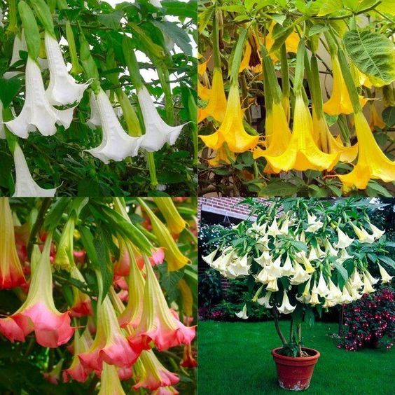 Jual Tanaman Hias Bunga Terompet Angel (Brugmansia suaveolens)- bibit ...