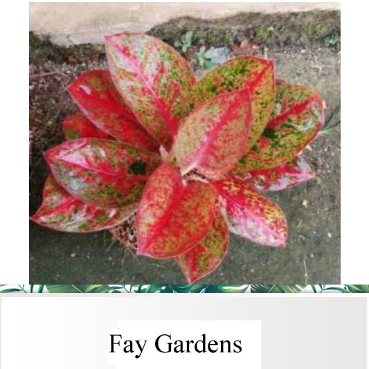 Jual Red Stardust rimbun 1 pot isi 2ph "Grouping" (tanaman hias ...