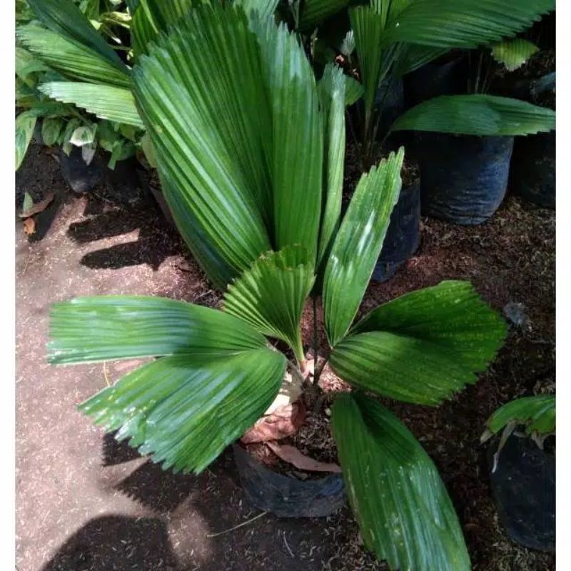 Jual TANAMAN HIAS POHON PALM KOL | Shopee Indonesia