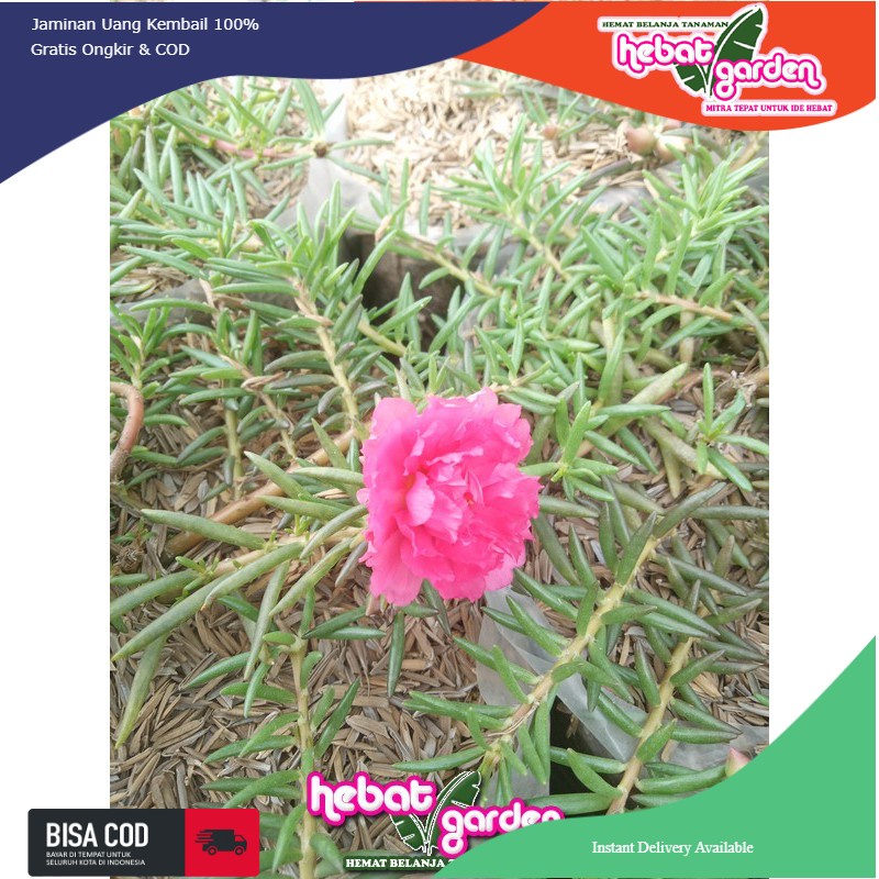 Jual sutra bombay pink tumpuk - portulaca bunga pink tumpuk | Shopee ...