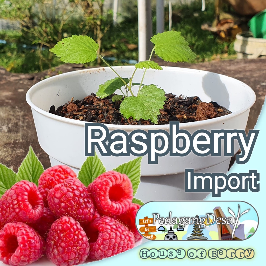 Jual Bibit Raspberry Import Original | Dataran Rendah / Tinggi | Bibit ...