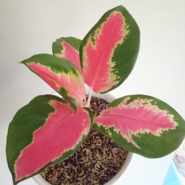 Jual Tanaman hias Pot - Aglaonema Red cochyn - Aglonema red kocin ...