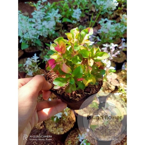 Jual Tanaman hias pohon kerokot tricolor ( merah - hijau - kuning ...