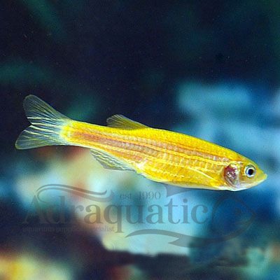 Jual (INSTANT BANDUNG) IKAN HIAS ZEBRA KUNING YELLOW GOLDEN ZEBRAFISH ...