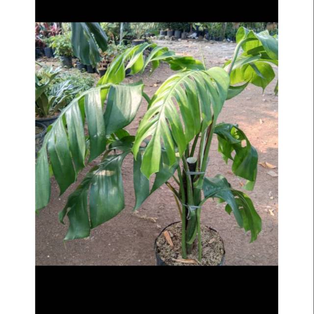 Jual Monstera ekor naga atau monstera buntut naga | Shopee Indonesia