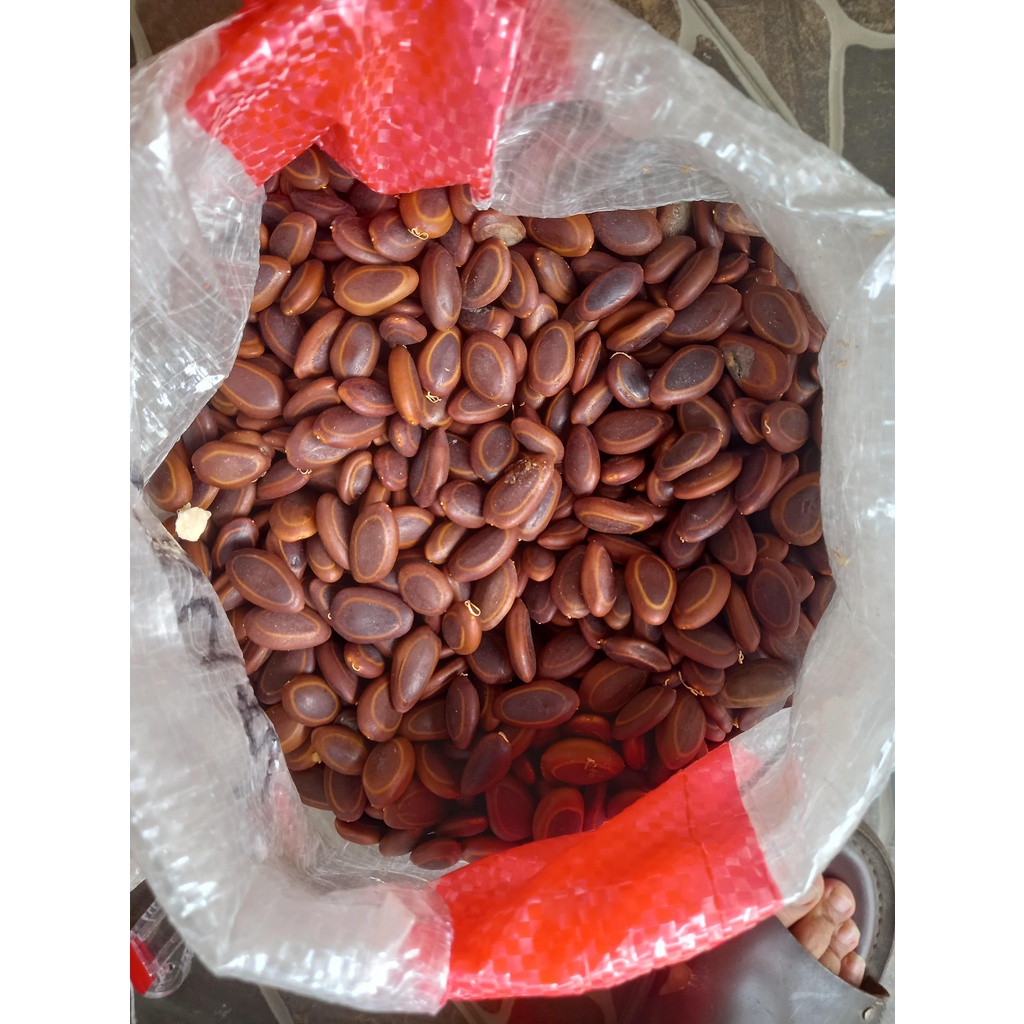 Jual Benih Sengon Laut (Paraserianthes falcataria) | Shopee Indonesia