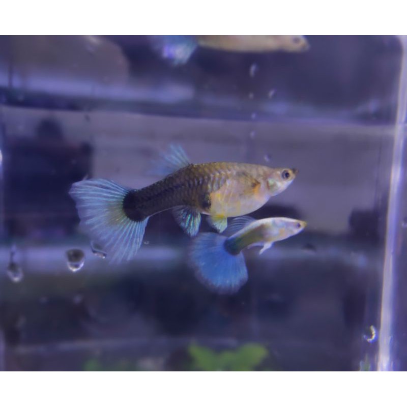 Jual IKAN HIAS GUPPY BLUE DIAMOND THAILAND SEPASANG INDUKAN | Shopee Indonesia
