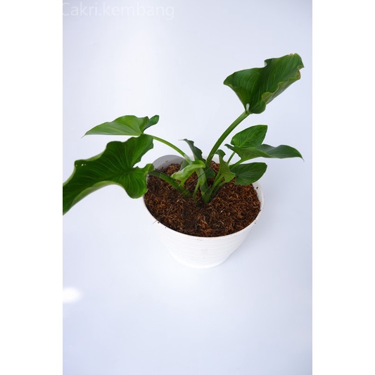 Jual Cala lily putih (Zantedeschia aethiopica, )- Tanaman hias lily air ...