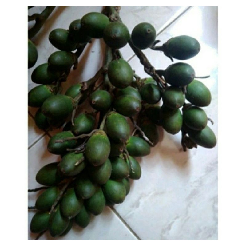 Jual Buah Pinang Segar/Jambe Muda Segar Alami 1 kg /Buah Jambe pinang ...
