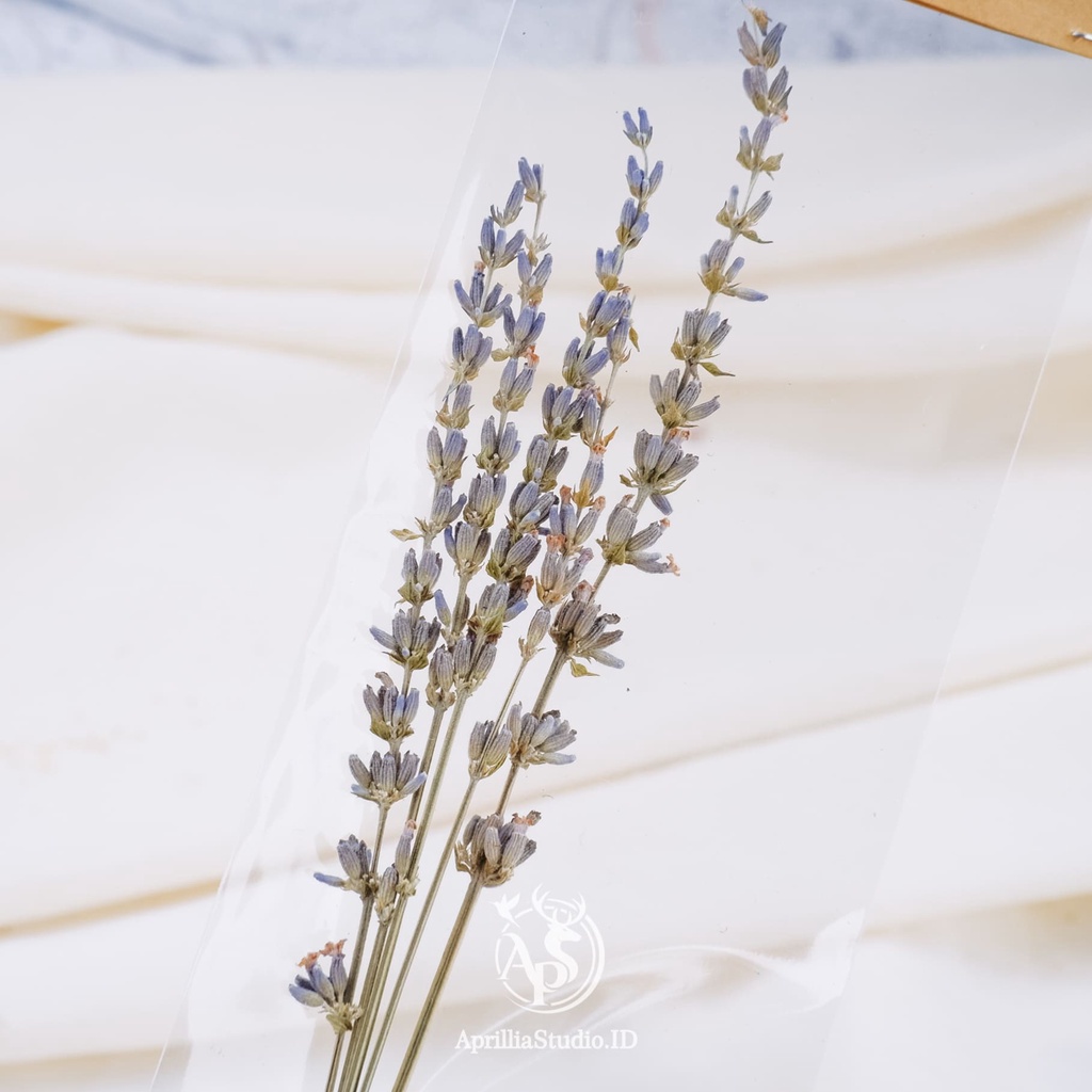 Jual Bunga Kering Aesthetic Lavender Dried Flower 5 Batang Untuk ...