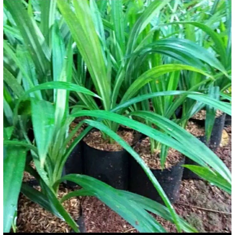 Jual Tanaman herbal pandan wangi / pohon herbal pandan wangi | Shopee ...