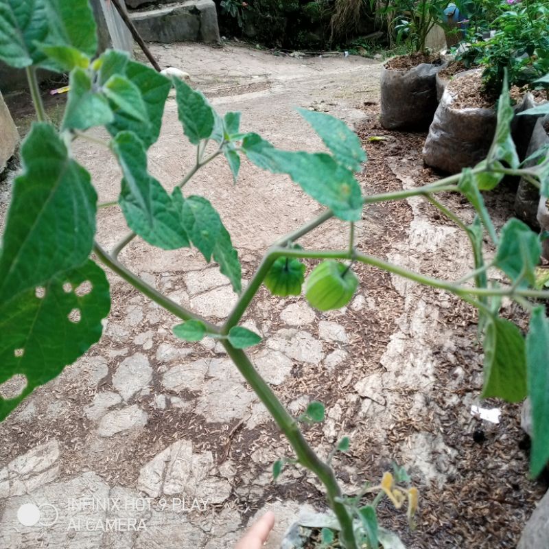 Jual tanaman pohon cecenet/ciplukan | Shopee Indonesia