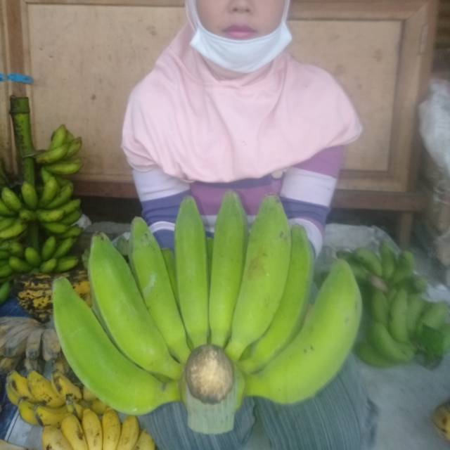 Jual Pisang raja bulu 1 sisir berat mencapai 2 kg ples paking | Shopee ...