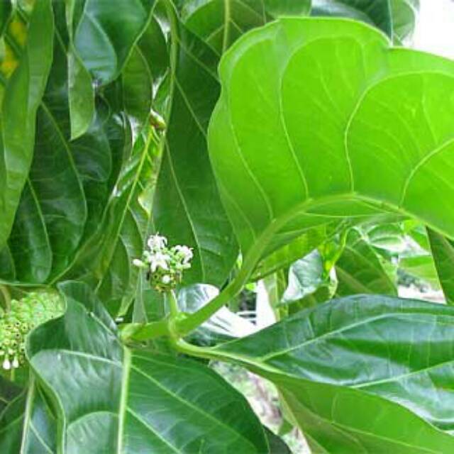 Jual Daun mengkudu segar atau daun pace | Shopee Indonesia